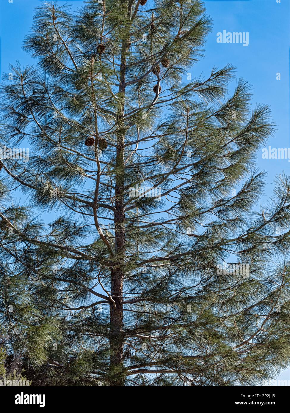 Pine cone against rustic hi-res stock photography and images - Alamy