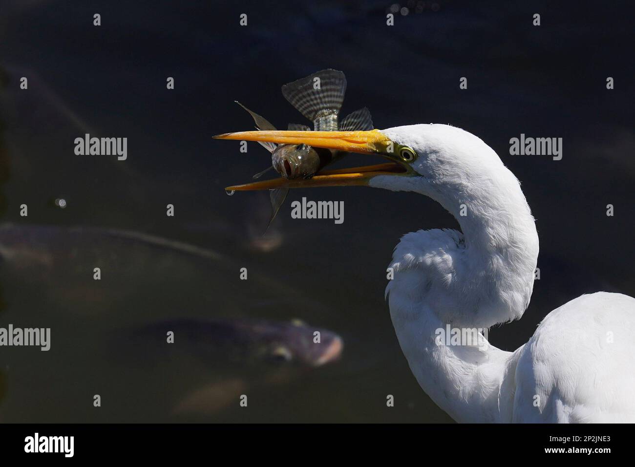 An egret catches a fish in the man-made lake of Chapultepec Park in ...