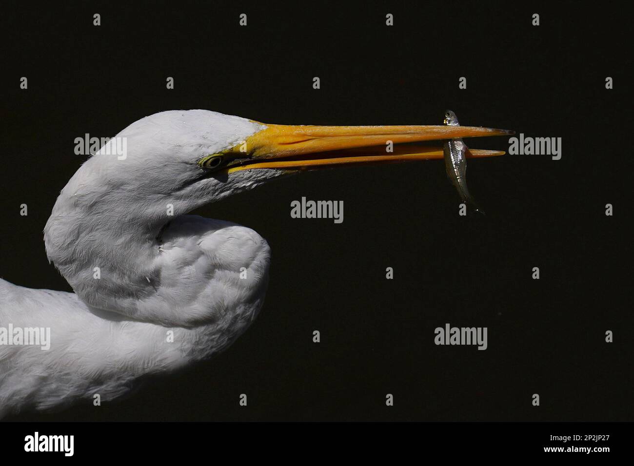 An egret catches a fish in the man-made lake of Chapultepec Park in ...