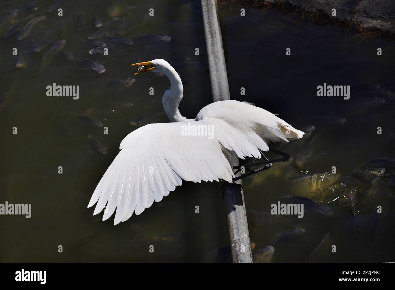 An egret catches a fish in the man-made lake of Chapultepec Park in ...