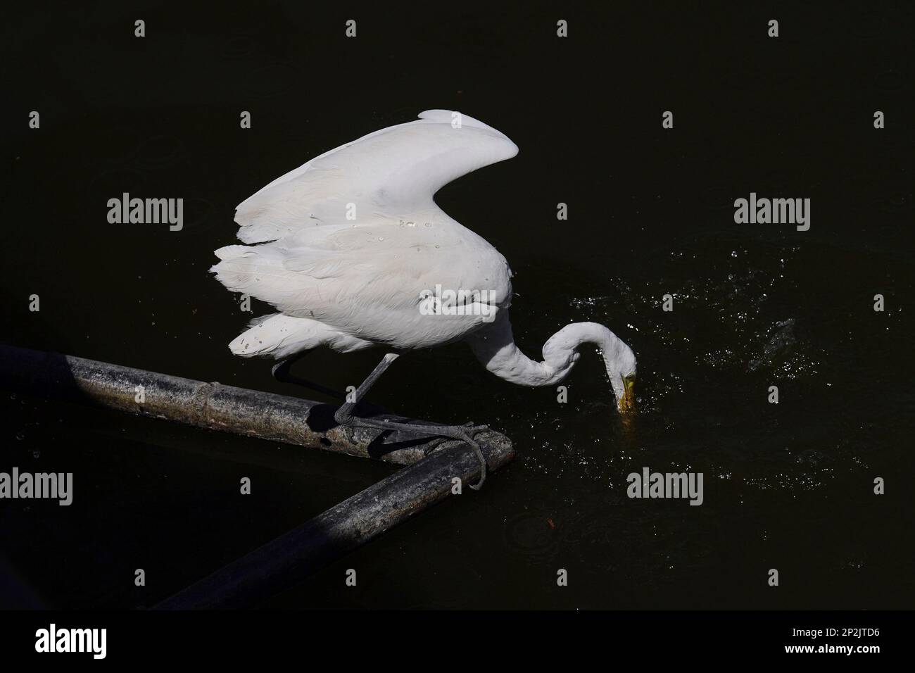 An egret hunts for fish in the man-made lake of Chapultepec Park in ...