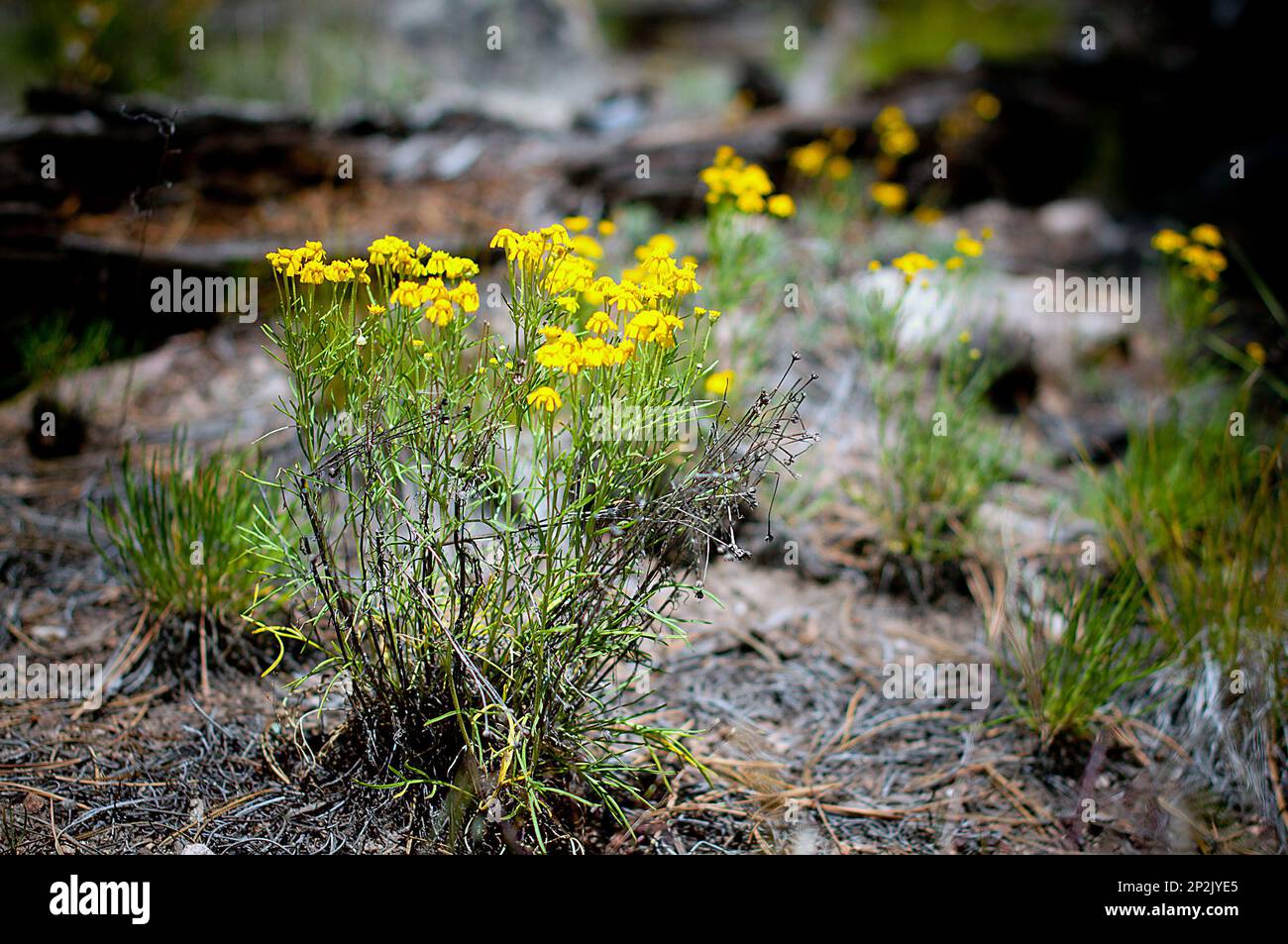 Colorful yellows punctuate the sage covered trails as many wildflowers ...