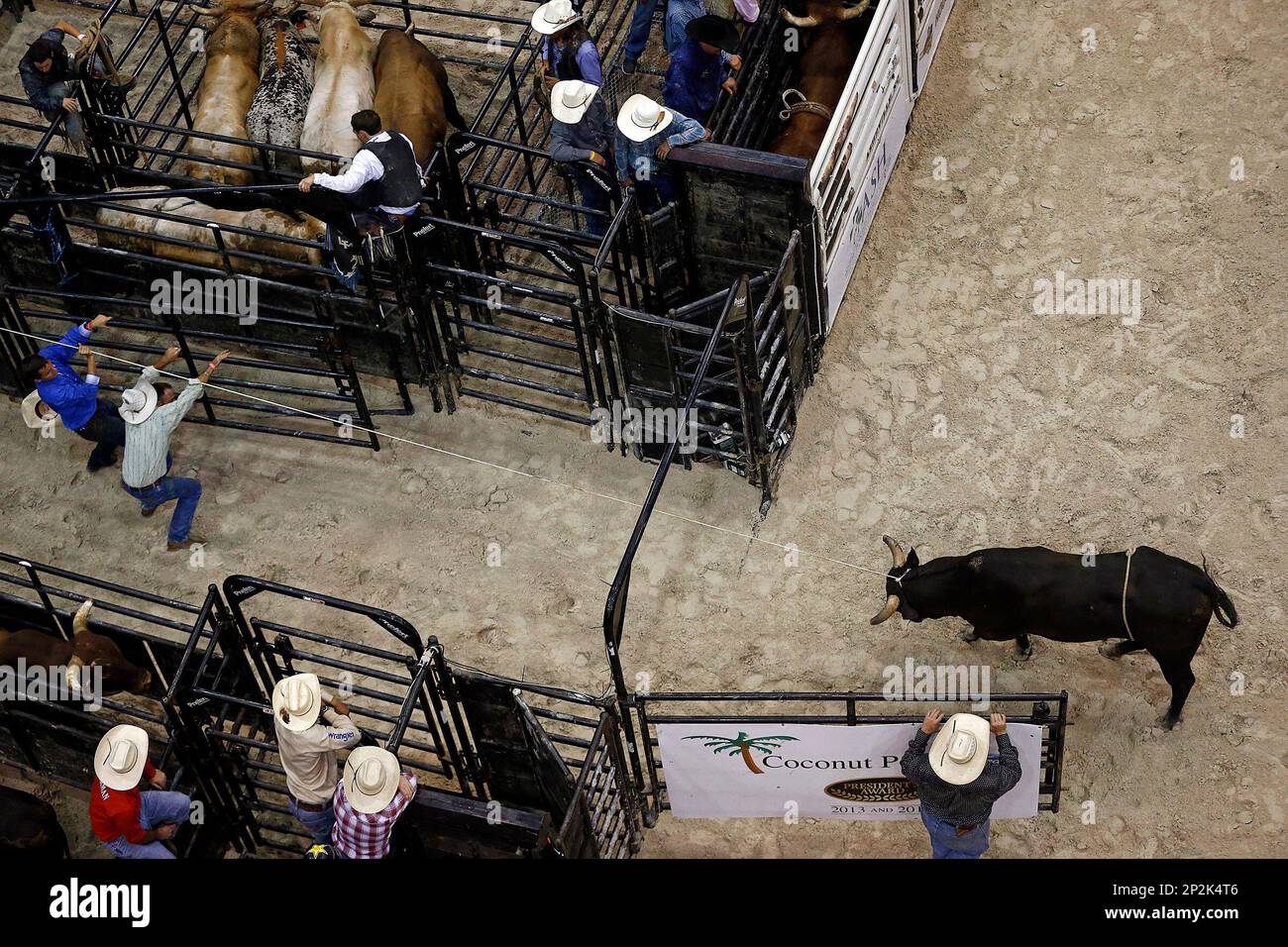 Ricky Ricardo is corraled back into the chutes via lasso Friday, July ...