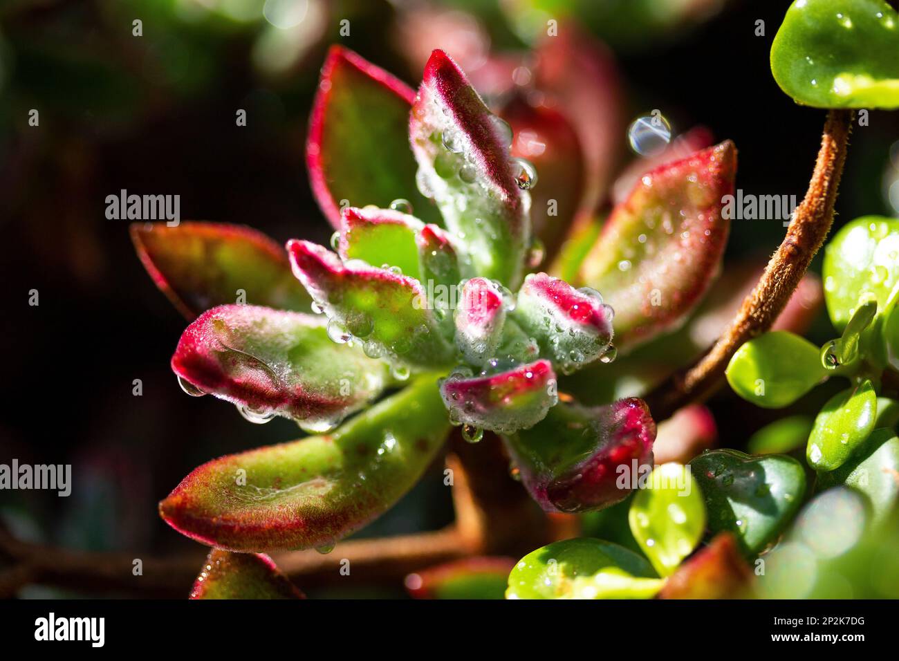 Echeveria Harmsii ruby slipper Stock Photo - Alamy