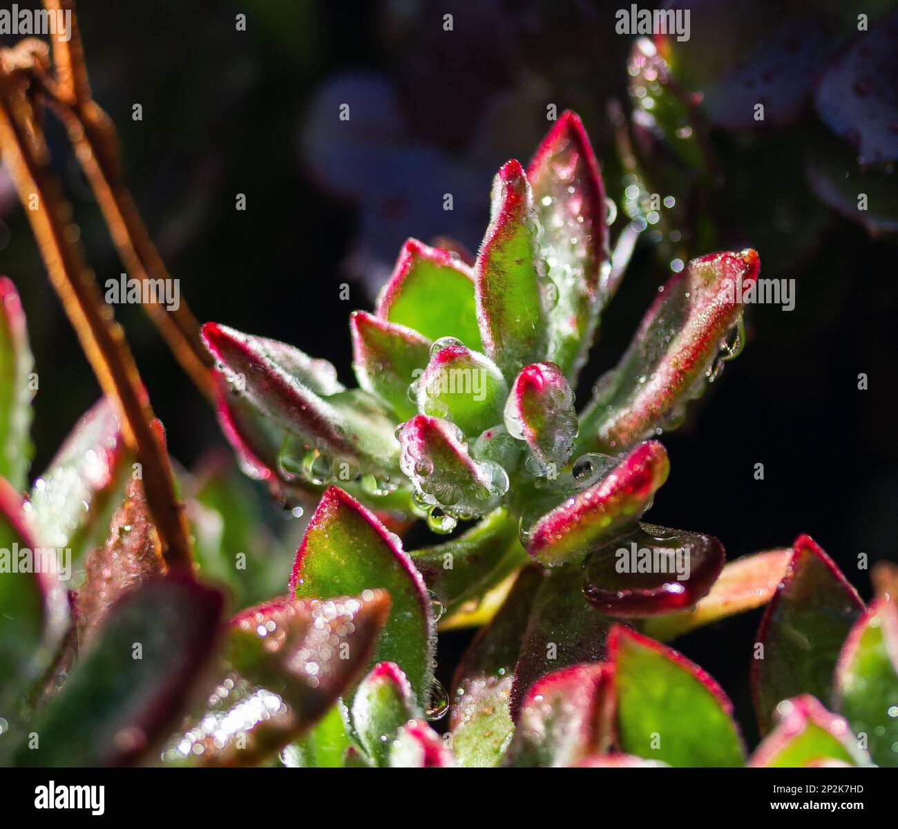 Echeveria Harmsii ruby slipper Stock Photo - Alamy