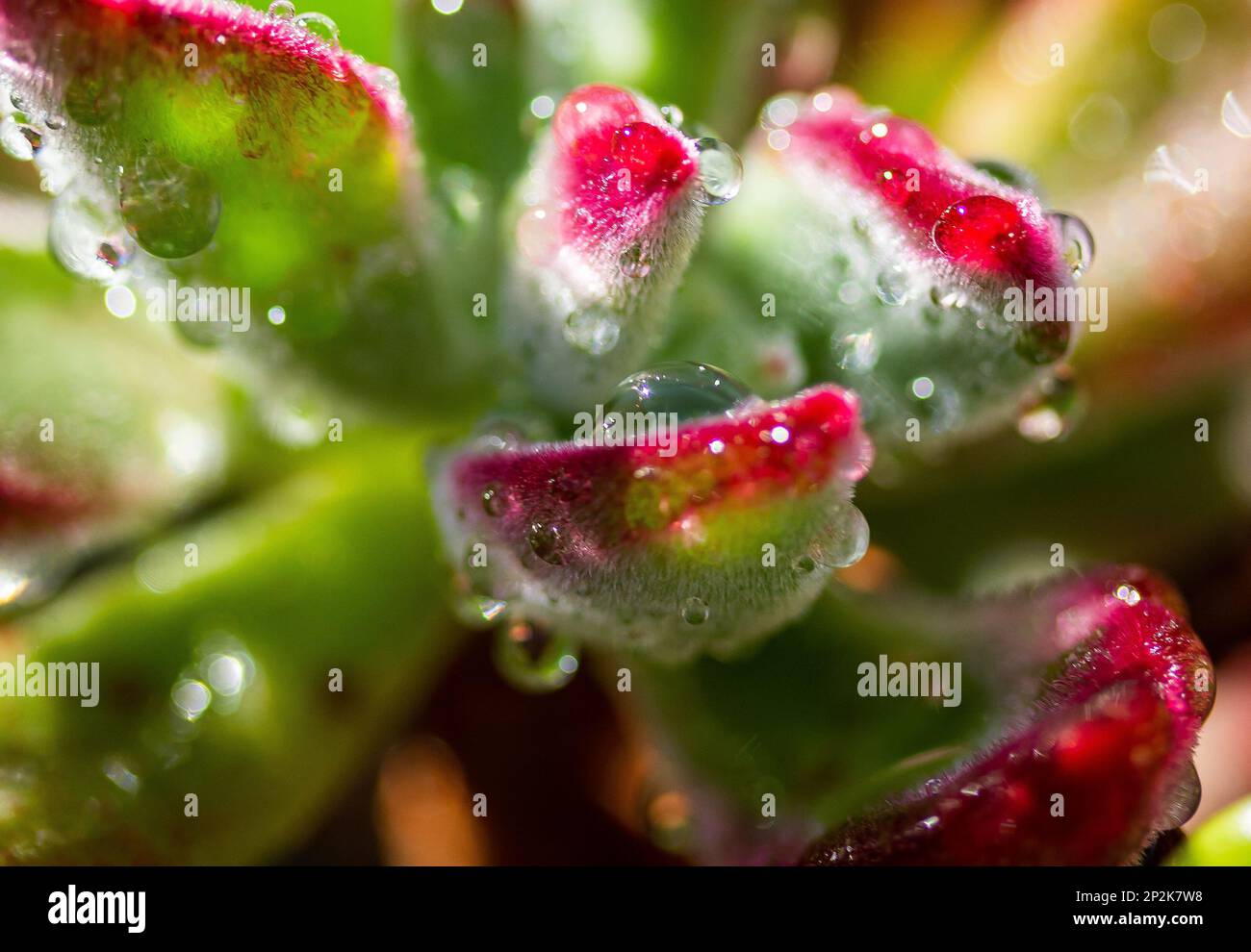 Echeveria Harmsii ruby slipper Stock Photo - Alamy