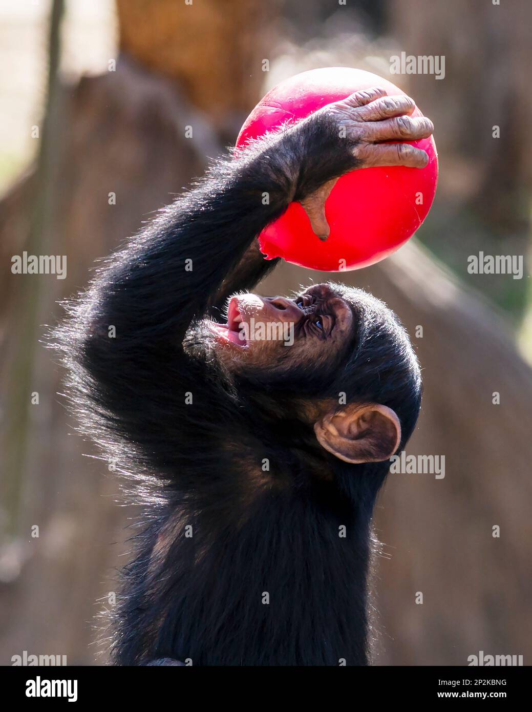Young female chimpanzee climbing in a tree Stock Photo - Alamy