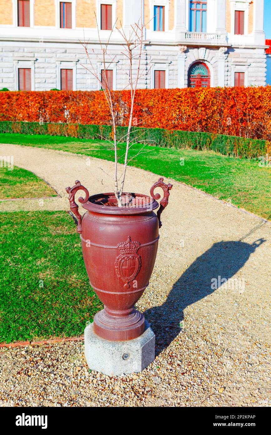 Decorative tree in vase . Trees to grow in pot Stock Photo - Alamy