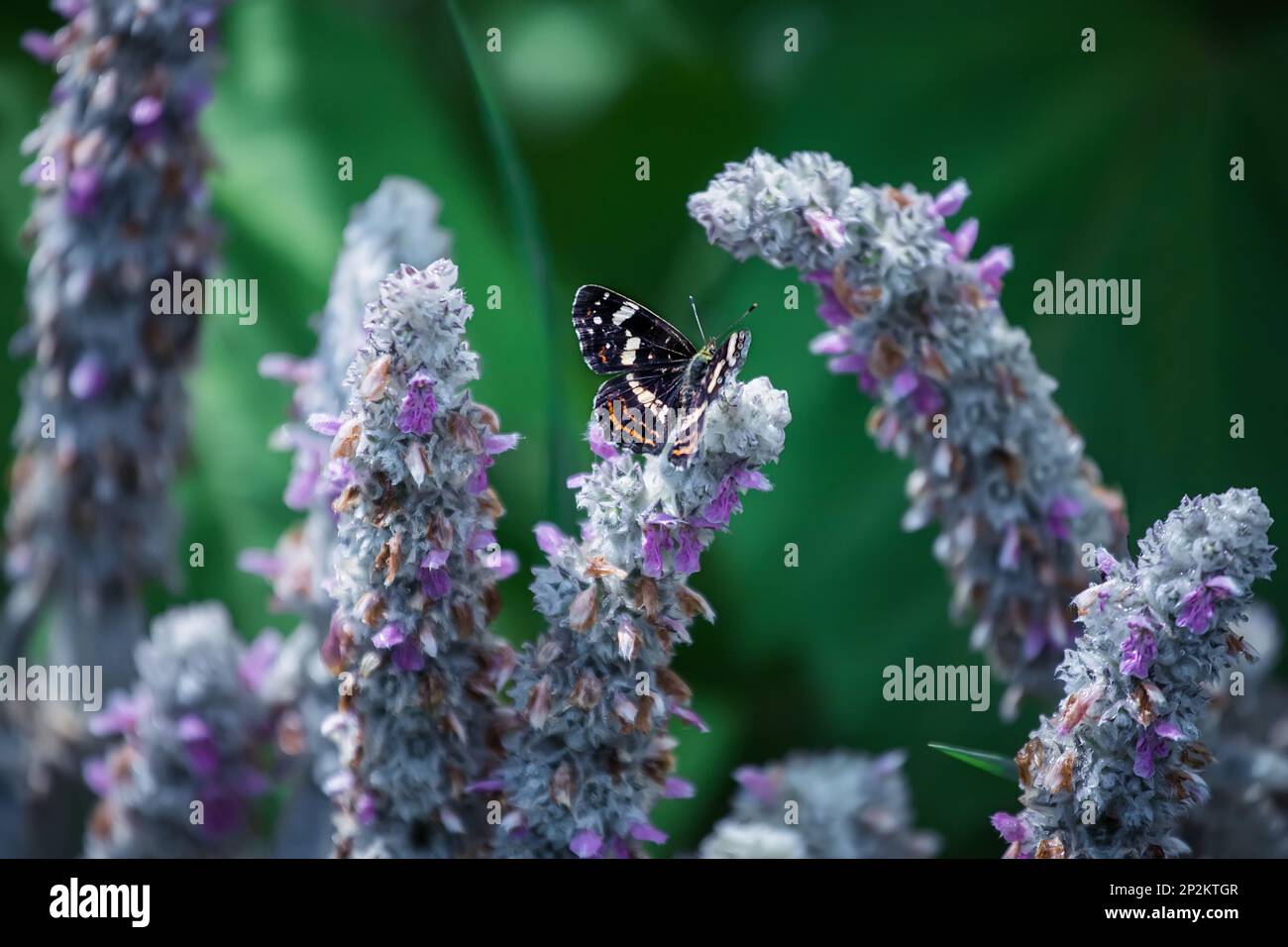 Butterfly on flower Stachys byzantina, lamb's-ear, woolly hedgenettle ...