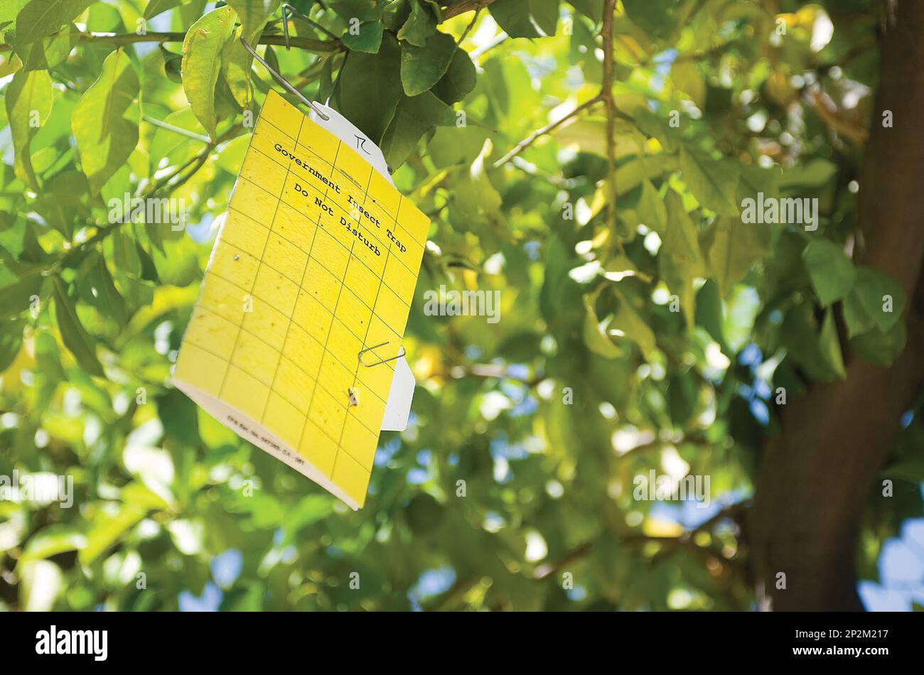 Insect traps like this are citrus growers' first line of defense ...