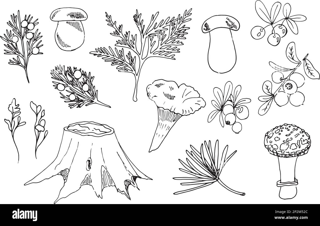 Linear sketches of plants,berries,mushrooms.Autumn doodle set.Vector ...