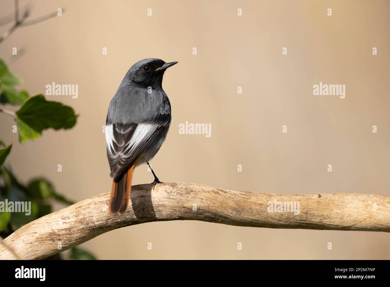The black redstart male (Phoenicurus ochruros) small passerine bird ...