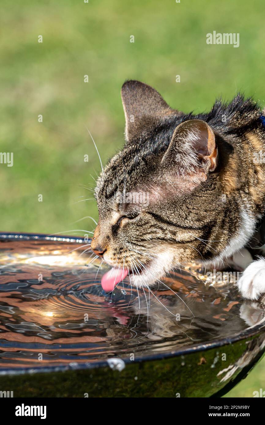 A side view of a tabby cat drinking from a bird bath in a garden Stock ...