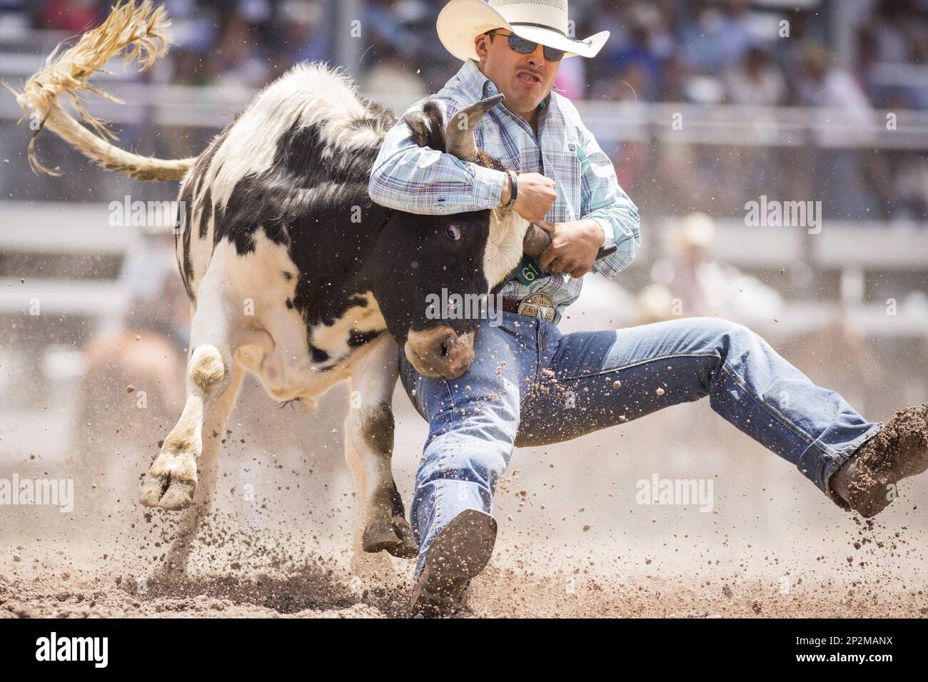 July 24, 2015 - Cheyenne, WY, United States of America - Steer Wrestler ...