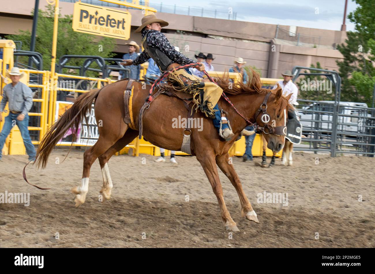 Cowboy tries to stay atop bucking horse during rodeo at Colorado ...