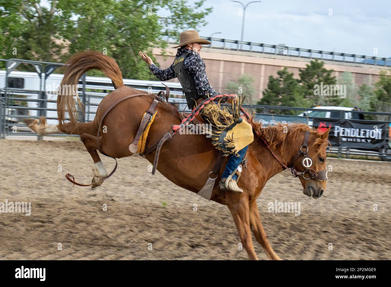 Cowboy tries to stay atop bucking horse during rodeo at Colorado ...