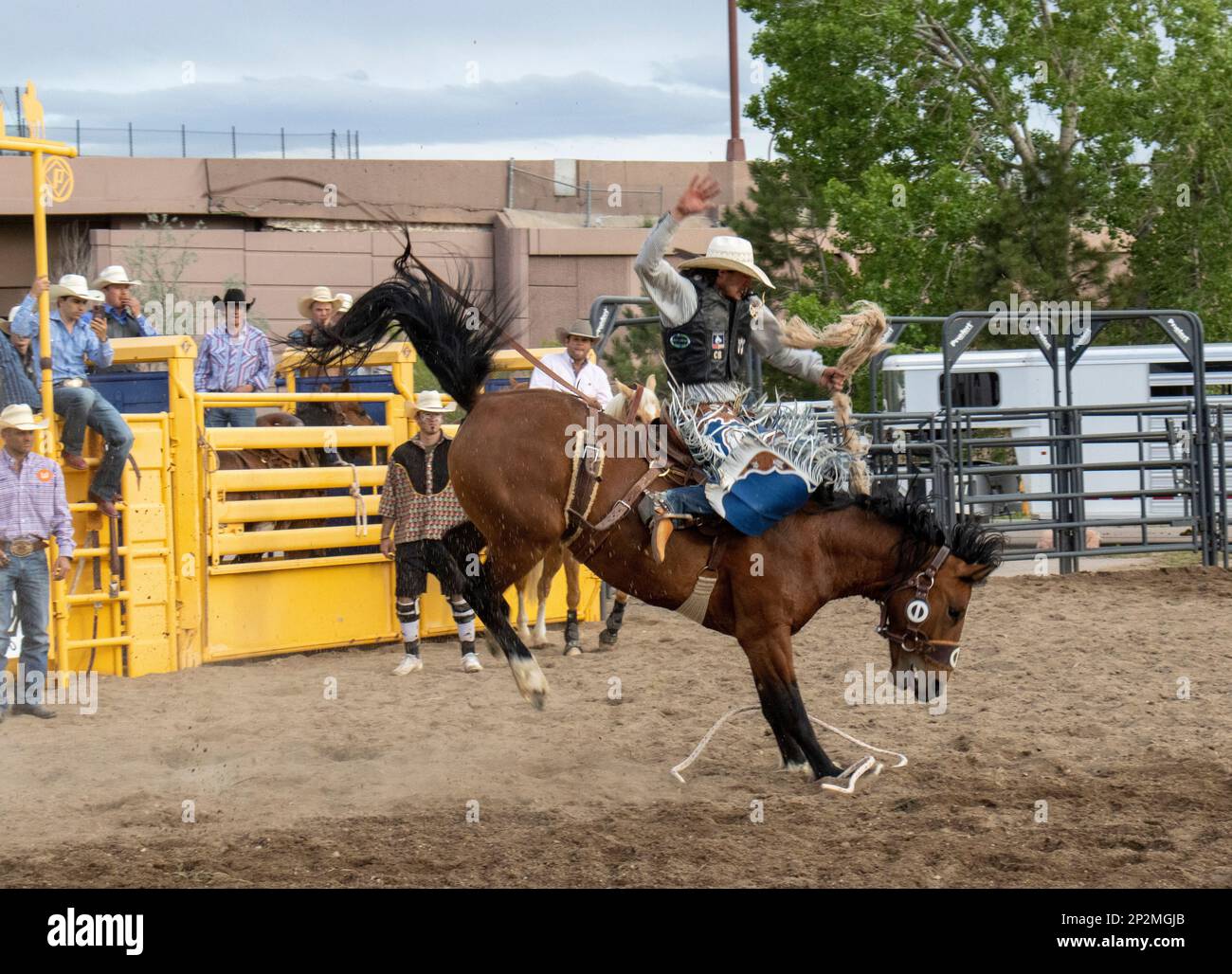 Cowboy tries to stay atop bucking horse during rodeo at Colorado ...