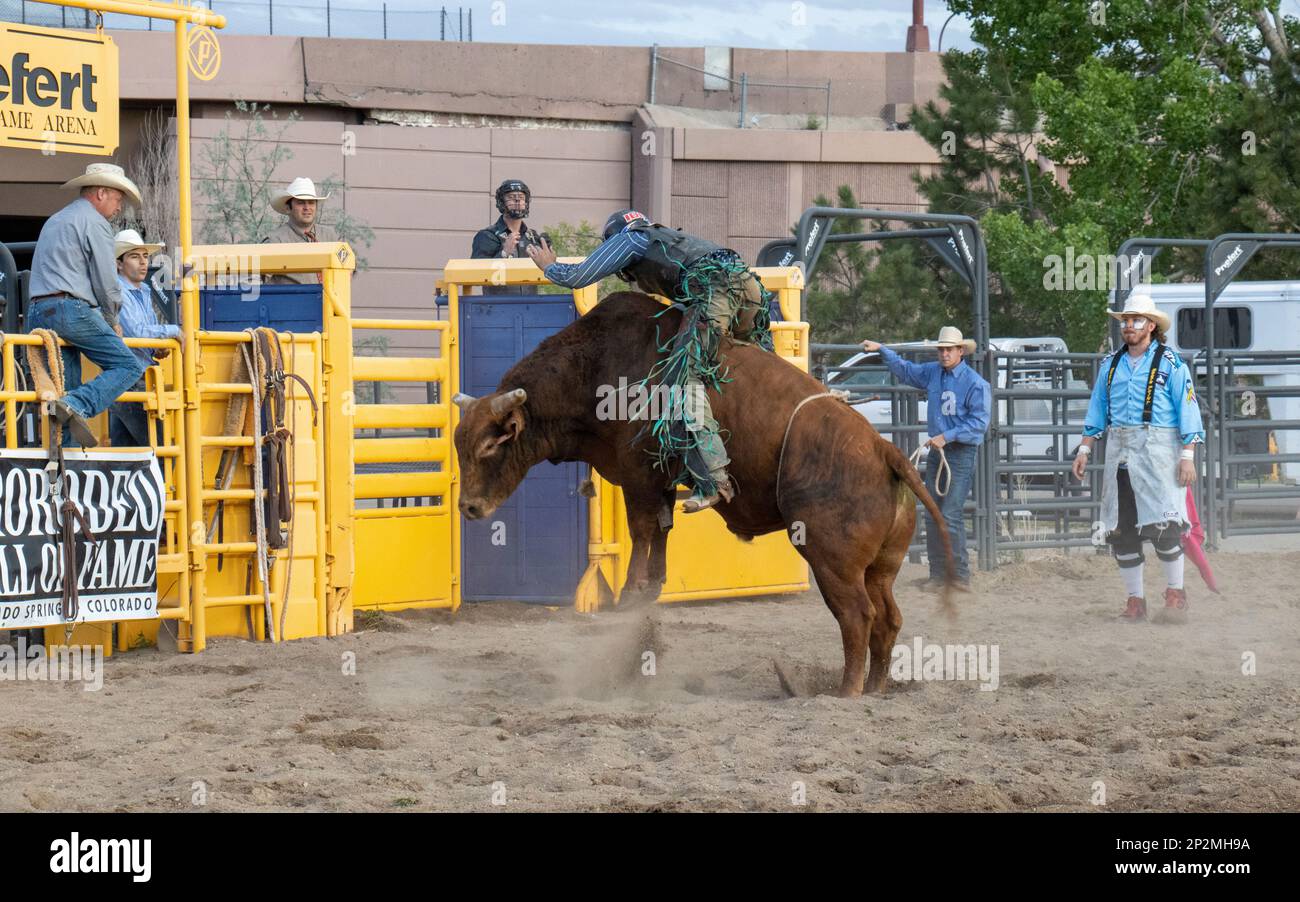 Cowboy tries to stay atop bucking bull during rodeo at Colorado Springs ...