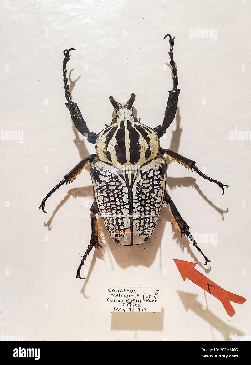 Preserved goliathus meleagris, a rare beetle on display in May Natural ...