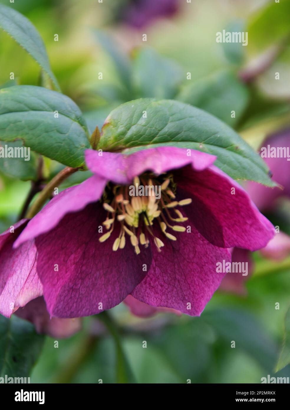 Deep purple striations hi-res stock photography and images - Alamy