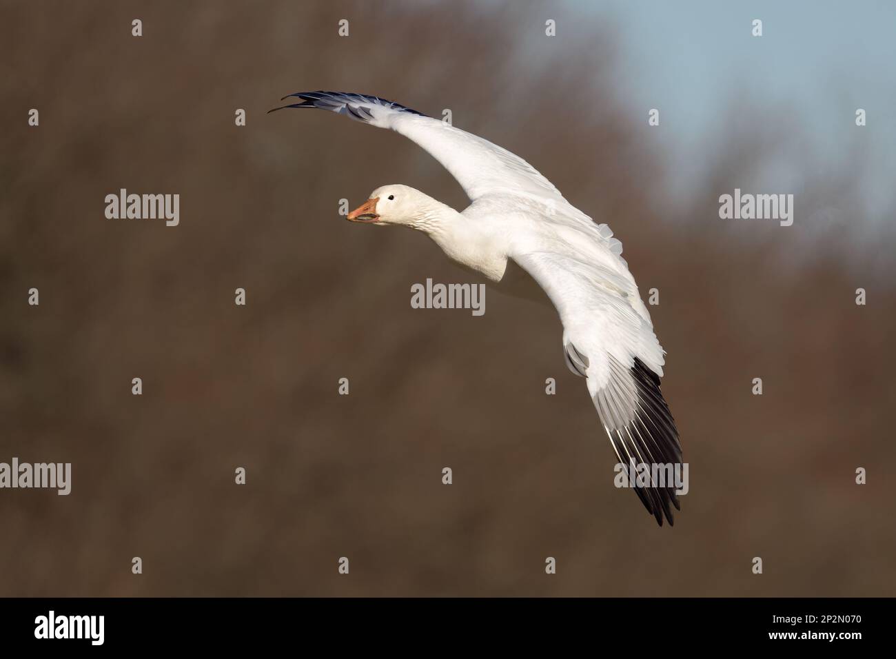 Migrating snow geese middle creek hi-res stock photography and images ...