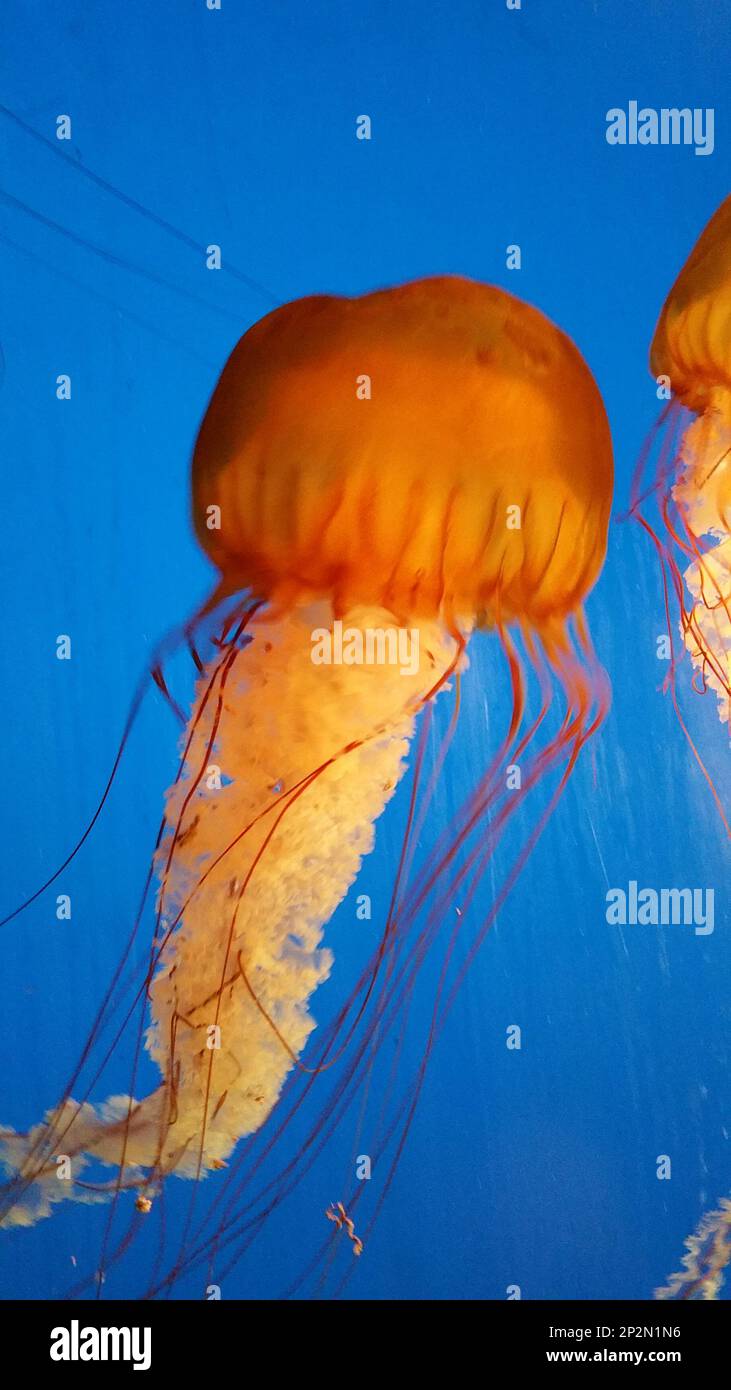beautiful sea nettles silently swimming at the Norwalk Aquarium Stock ...