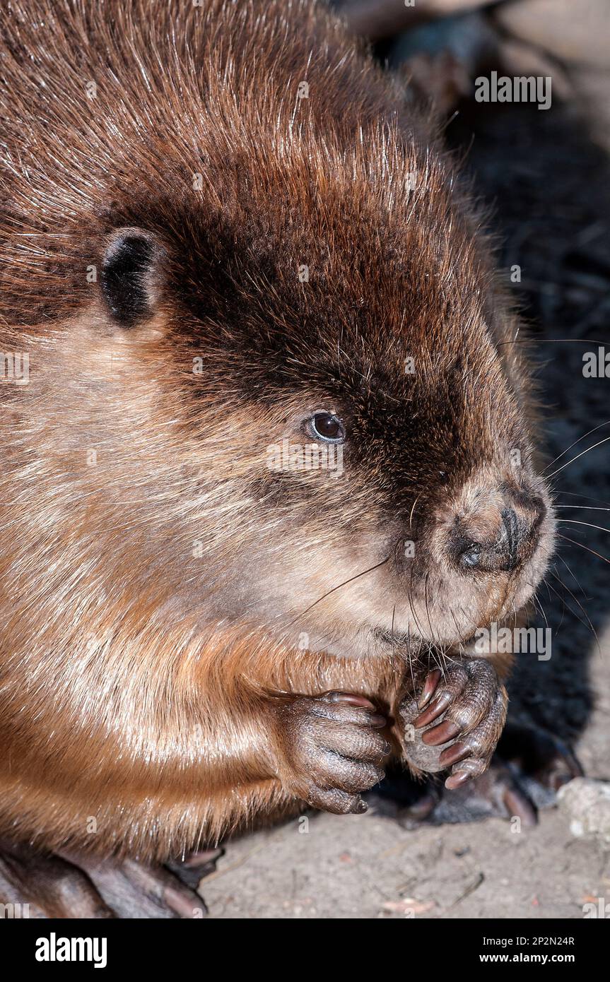 North American Beaver eating, close-up, vertical Stock Photo - Alamy