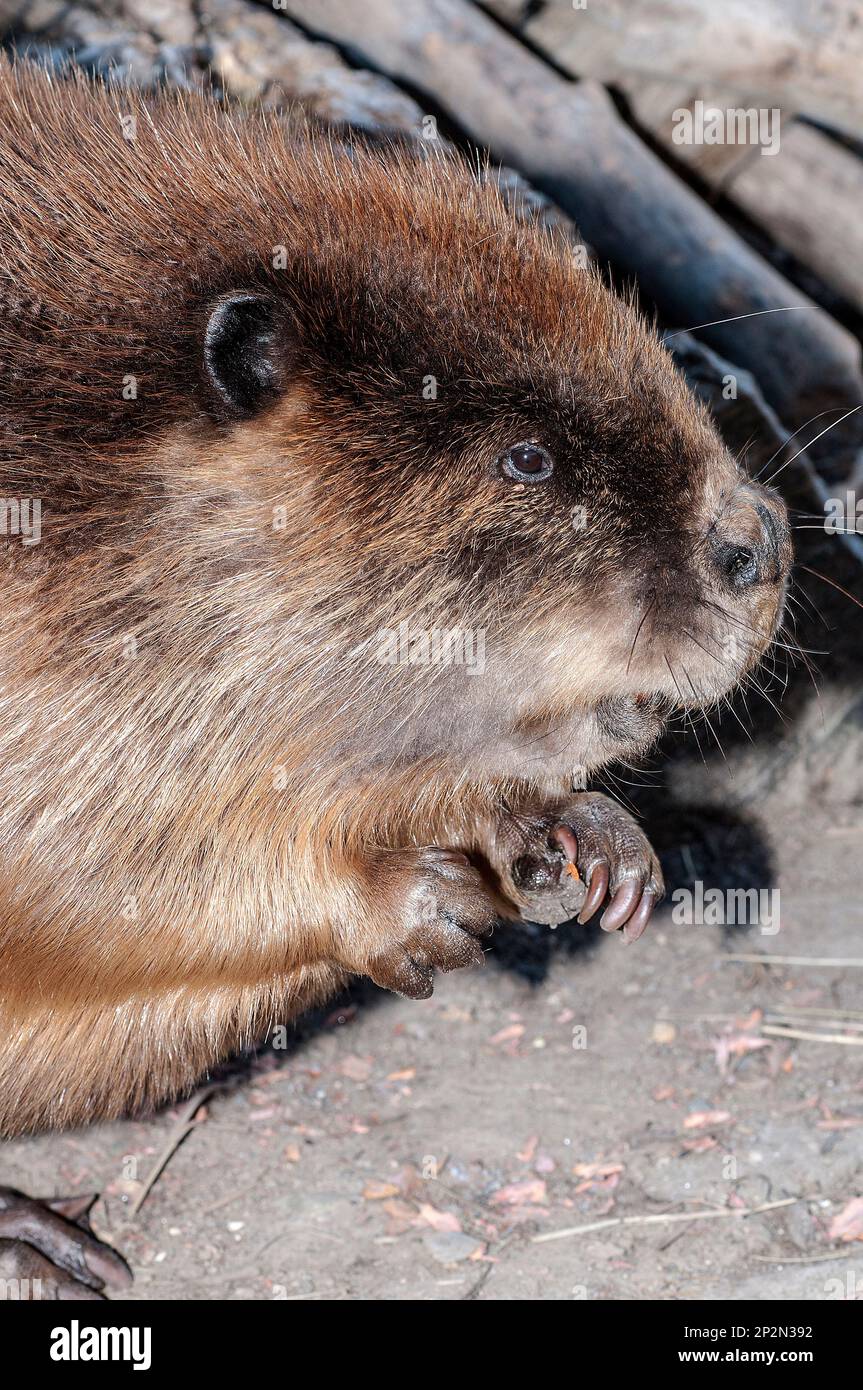 Beaver tail close up hi-res stock photography and images - Alamy