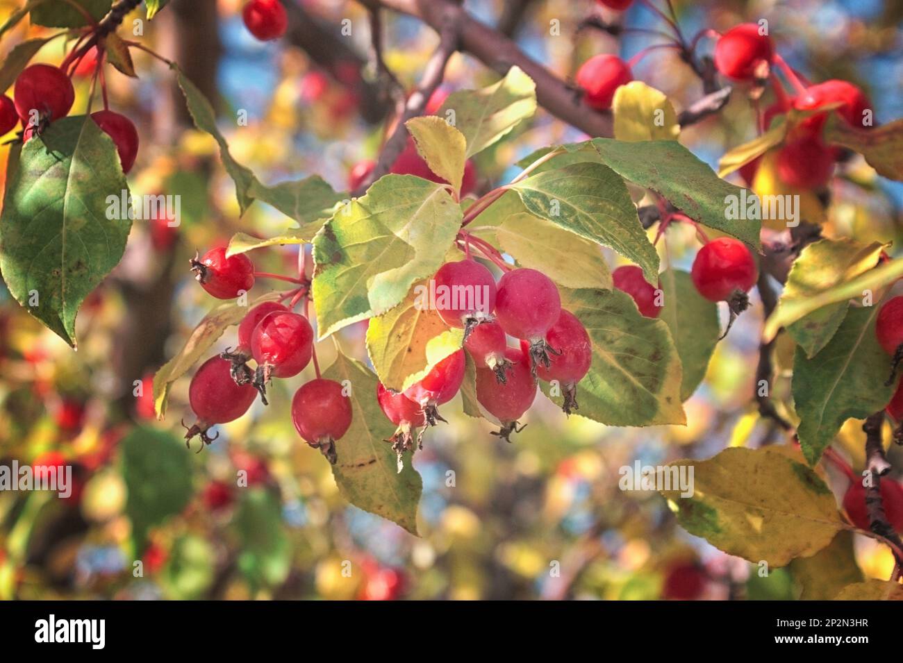 Selective focus red ripe small fruits on the tree in orchard, Malus is ...