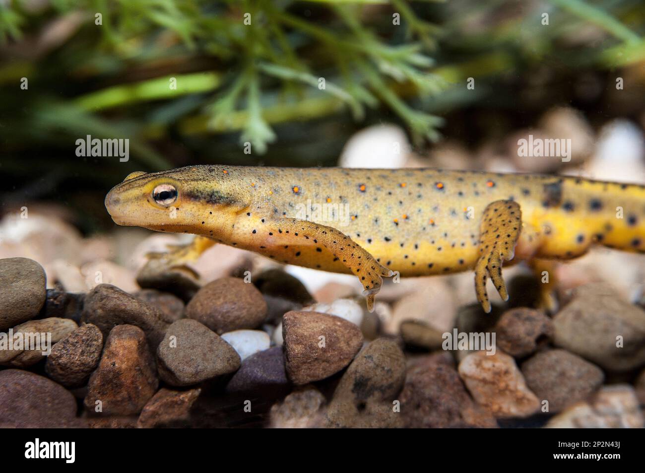 Yellow Spotted Salamander facing left medium shot Stock Photo - Alamy