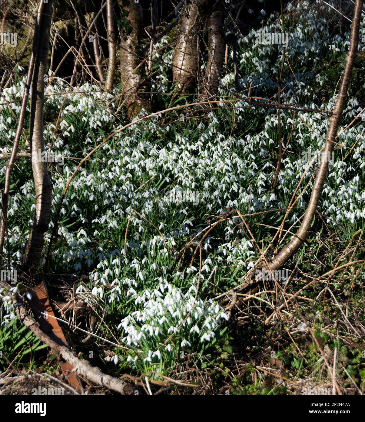 Chaos in nature hi-res stock photography and images - Alamy