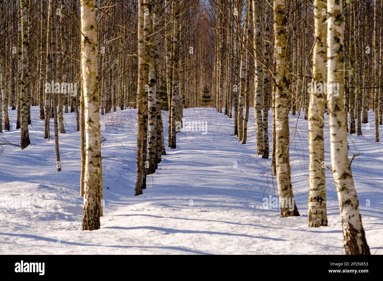 Birch trees in winter hi-res stock photography and images - Alamy