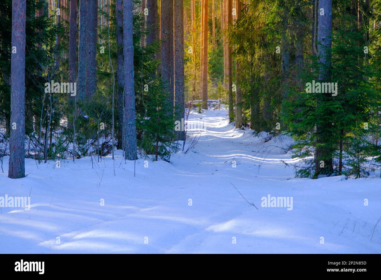 Beautiful winter landscape with pathway and northern sun in coniferous ...