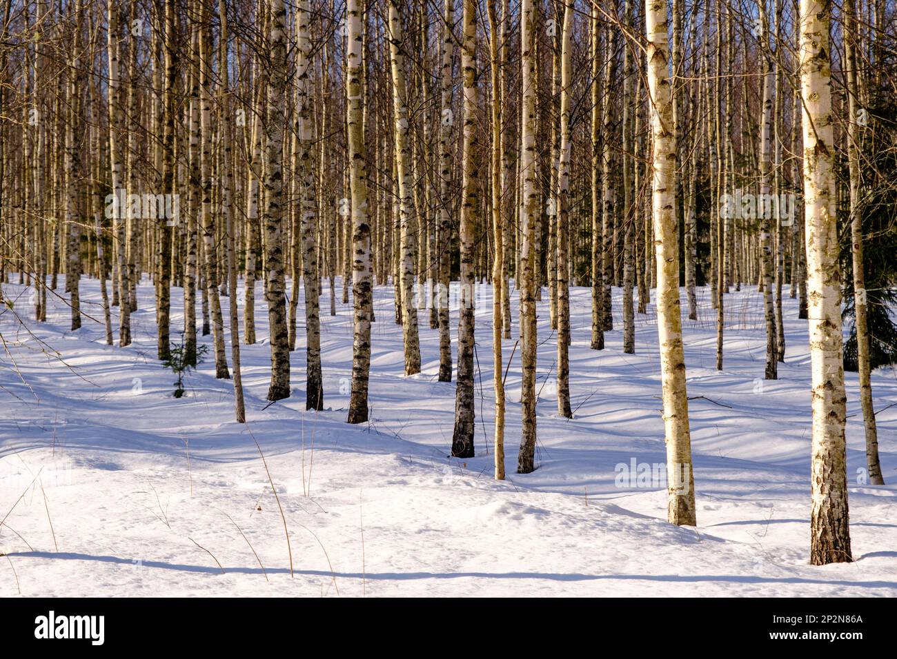 Birch trees in winter hi-res stock photography and images - Alamy