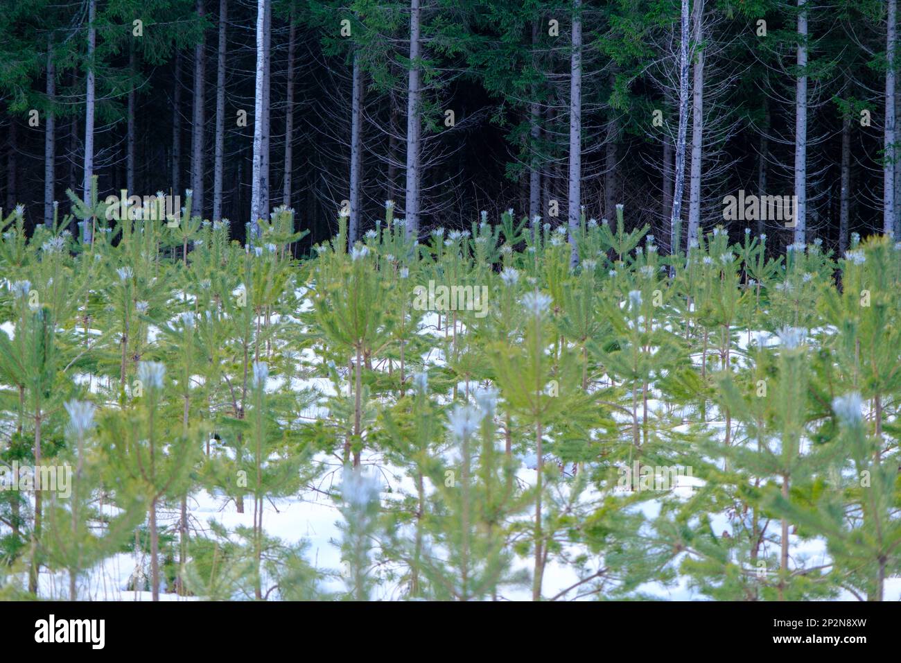 Woodland winter snow scenery norway hi-res stock photography and images ...