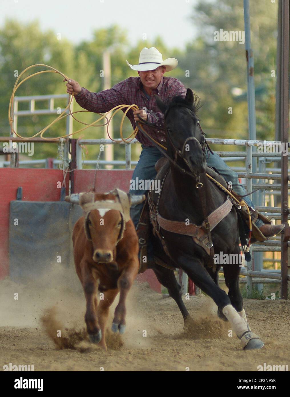 J.R. Olson practices steer roping at the Sheridan County Fairgrounds ...