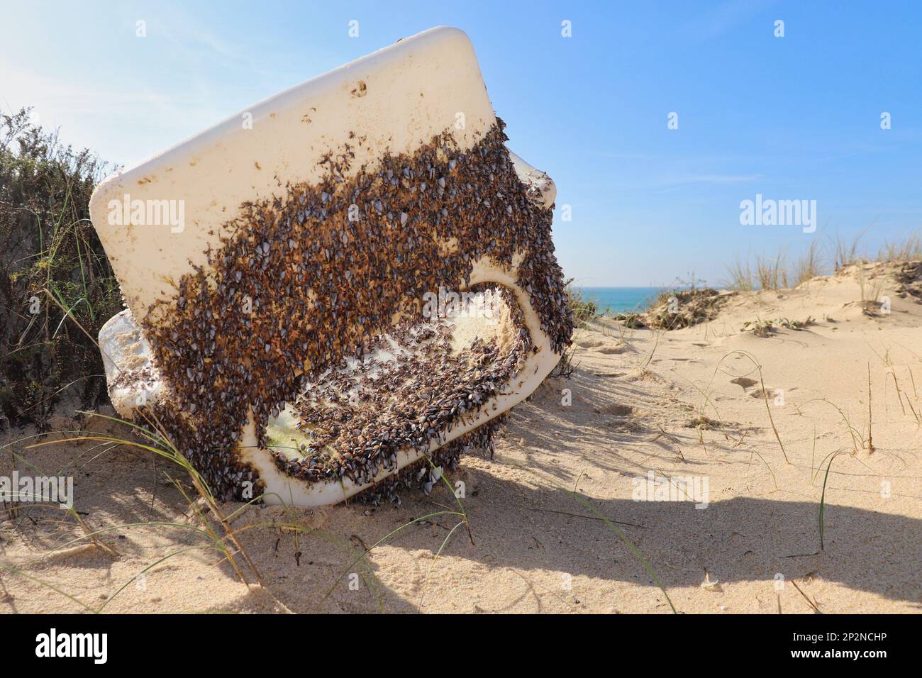 White plastic chair covered in seashells washed up on a beach near ...