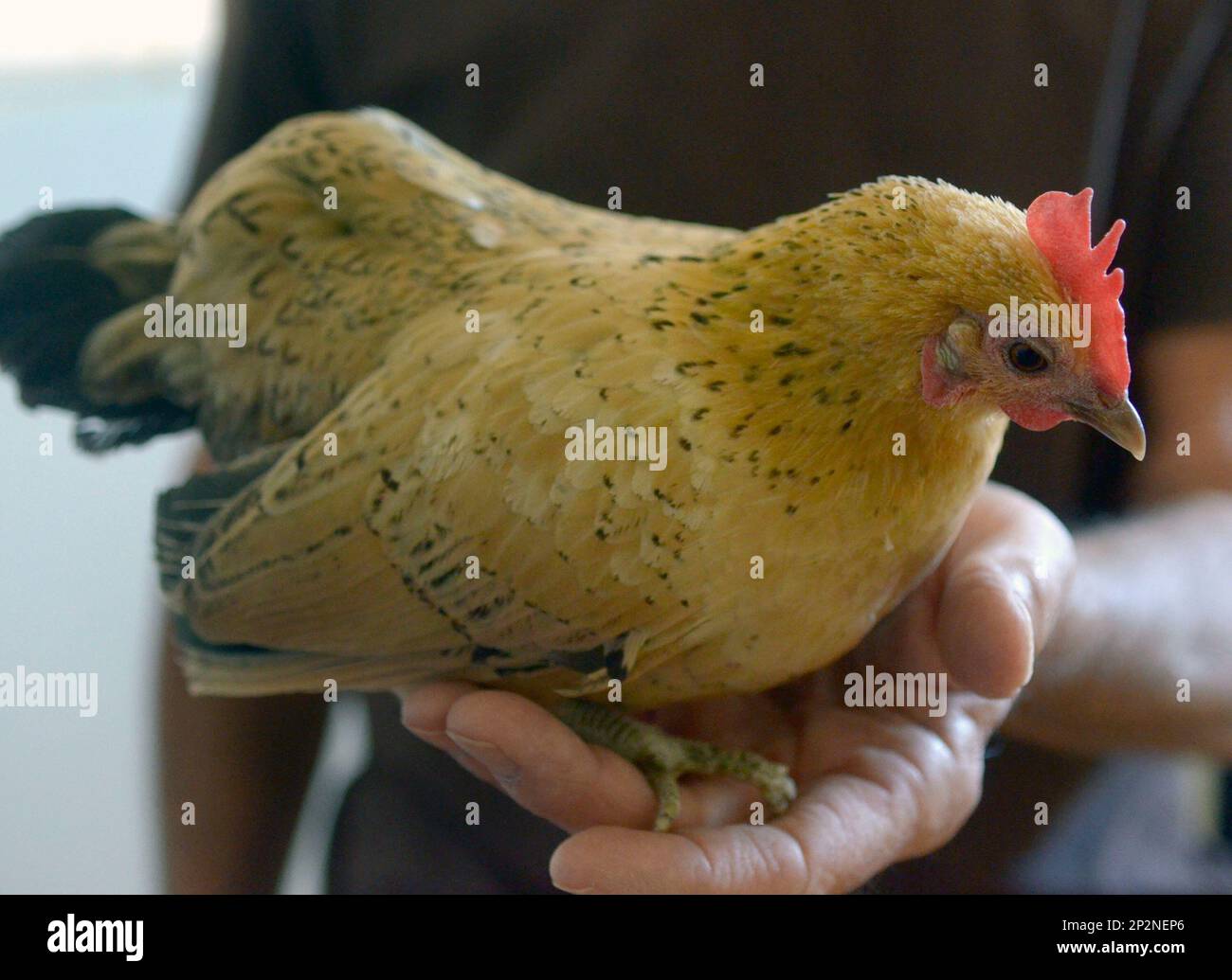 In this June 26, 2015 photo, "Mica" a Serama from Malaysia is the ...