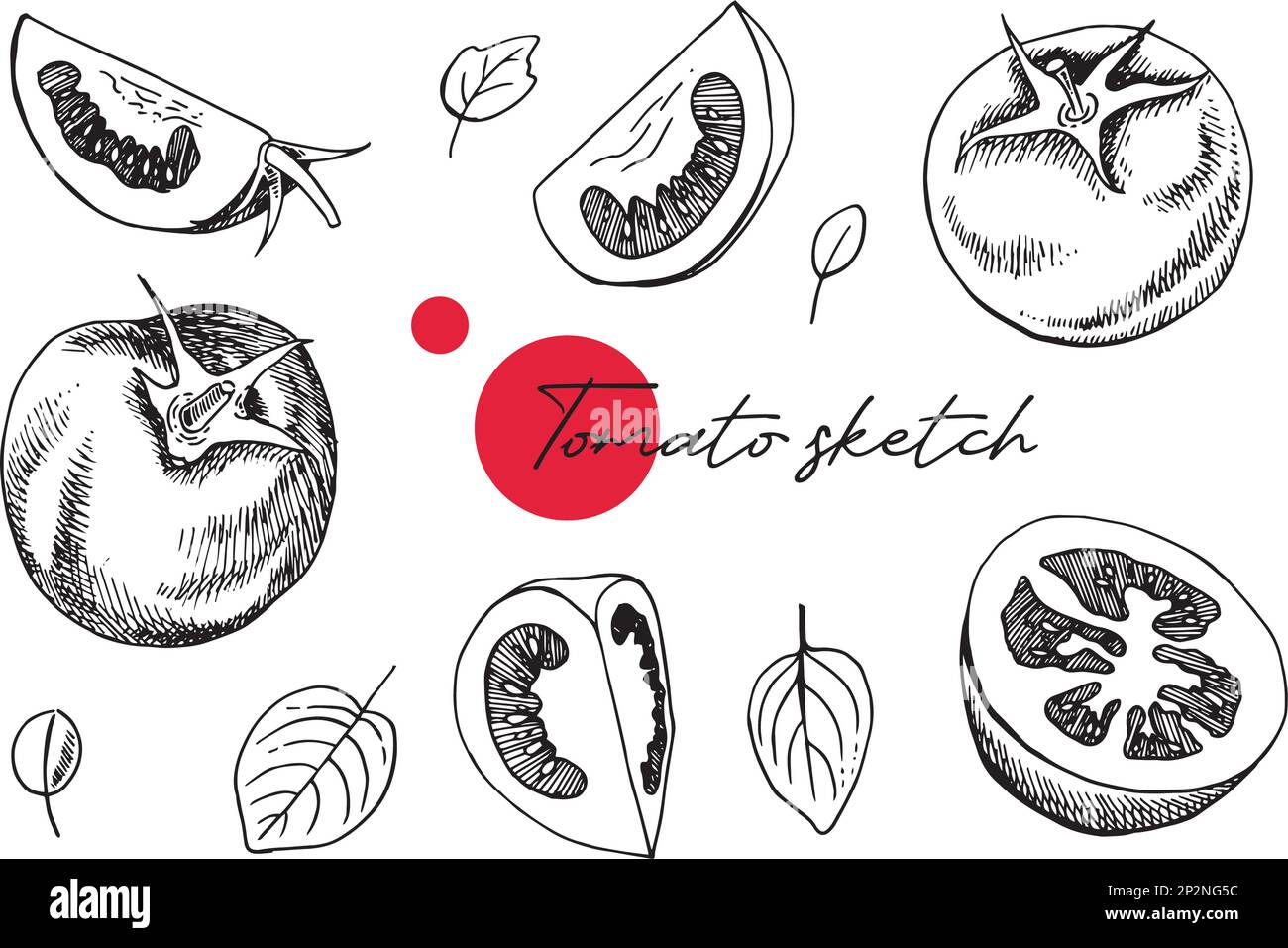 Hand drawn tomato set. Tomatoes, slices, halves, cherry tomatoes and ...