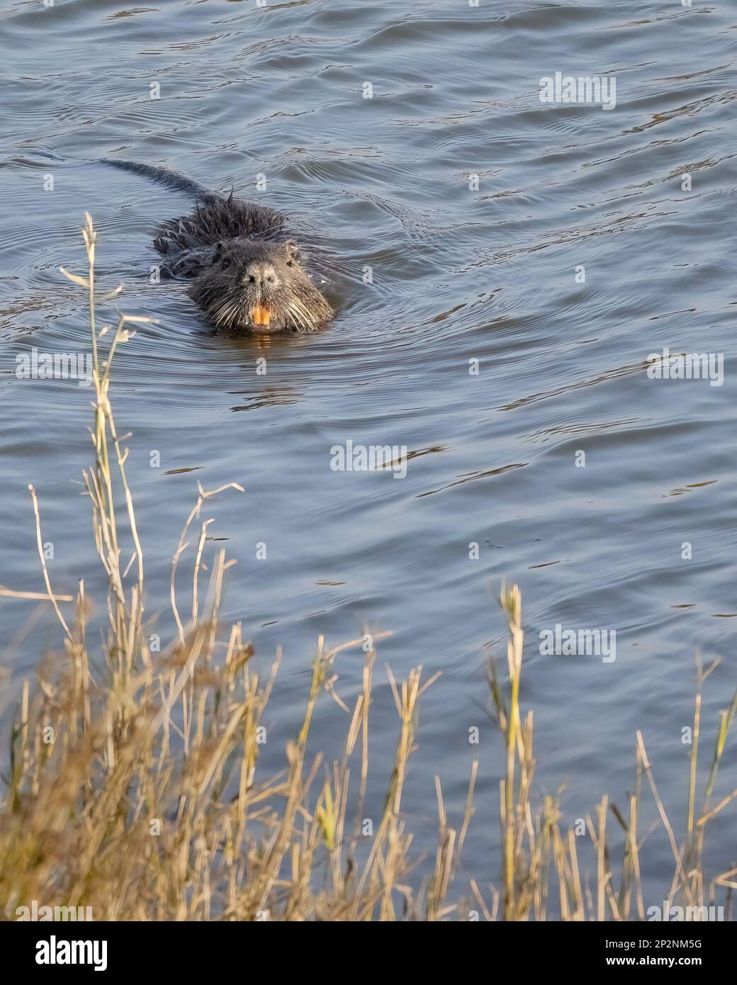 Nutria Myocastor coypus or coypu, is a semiaquatic rodent and invasive ...