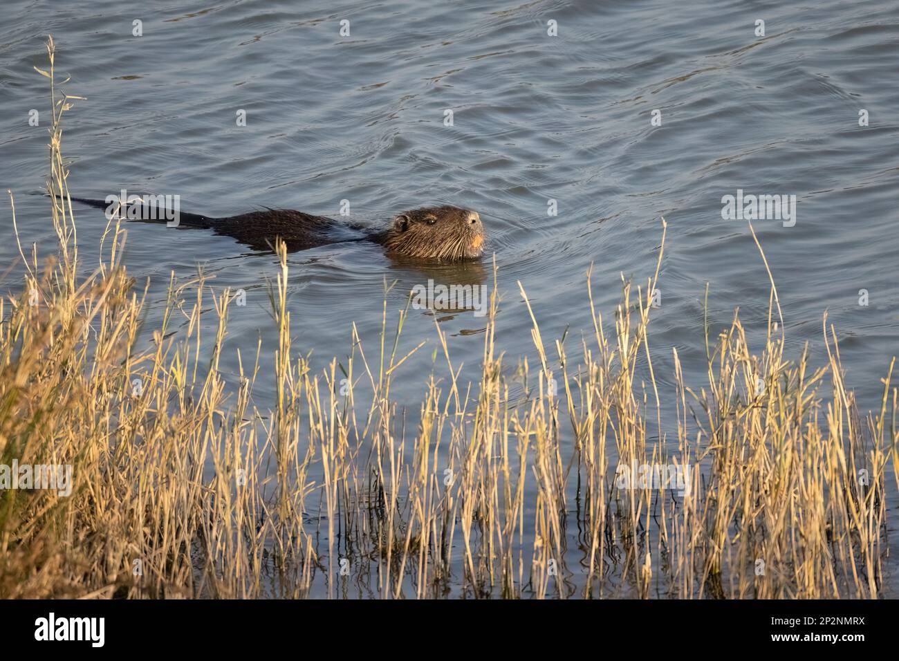 Nutria Myocastor coypus or coypu, is a semiaquatic rodent and invasive ...