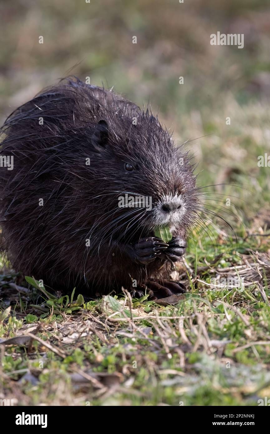 Nutria Myocastor coypus or coypu, is a semiaquatic rodent and invasive ...