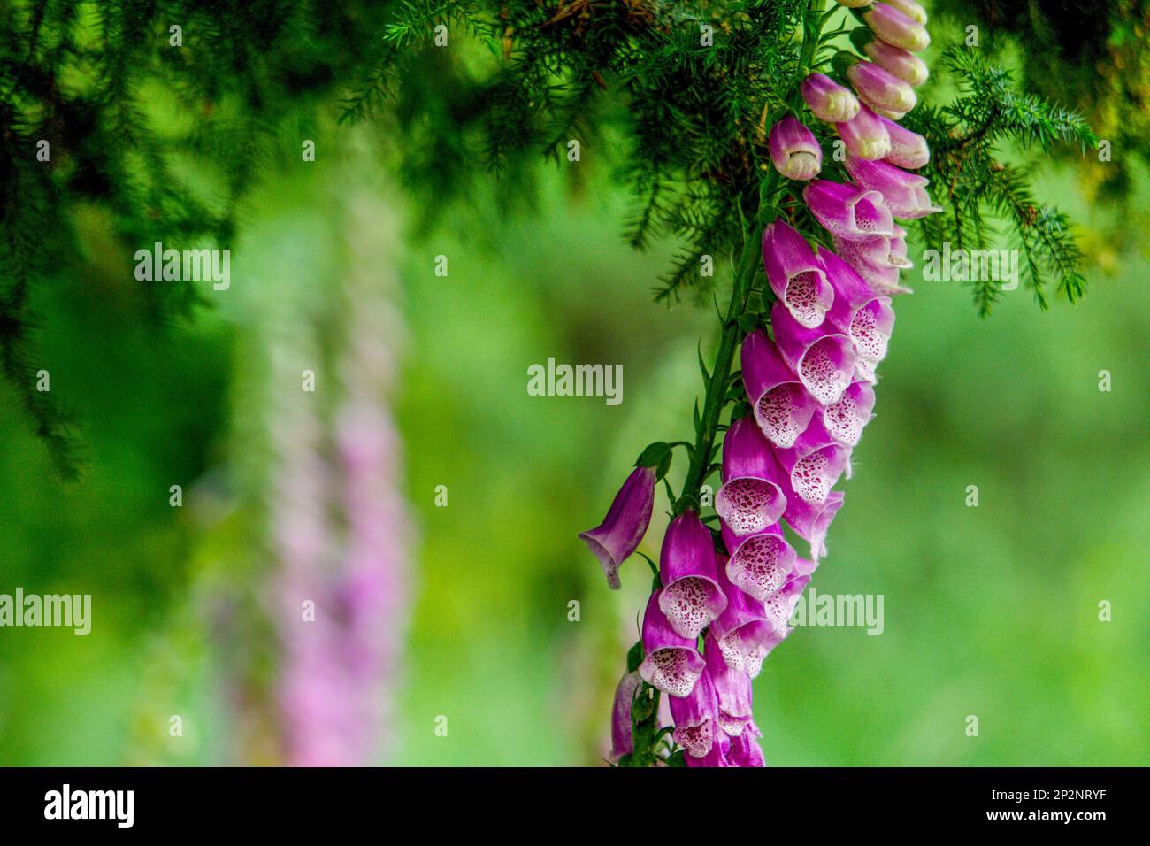 Fantastic landscape with foxglove purple in the botanical garden Flora ...