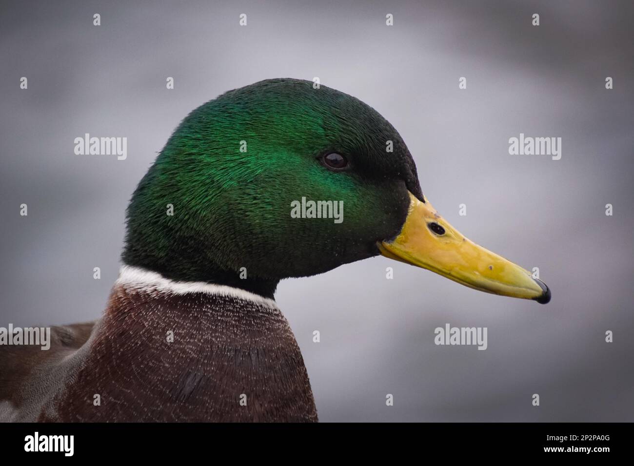 A close up of a mallard duck Stock Photo - Alamy