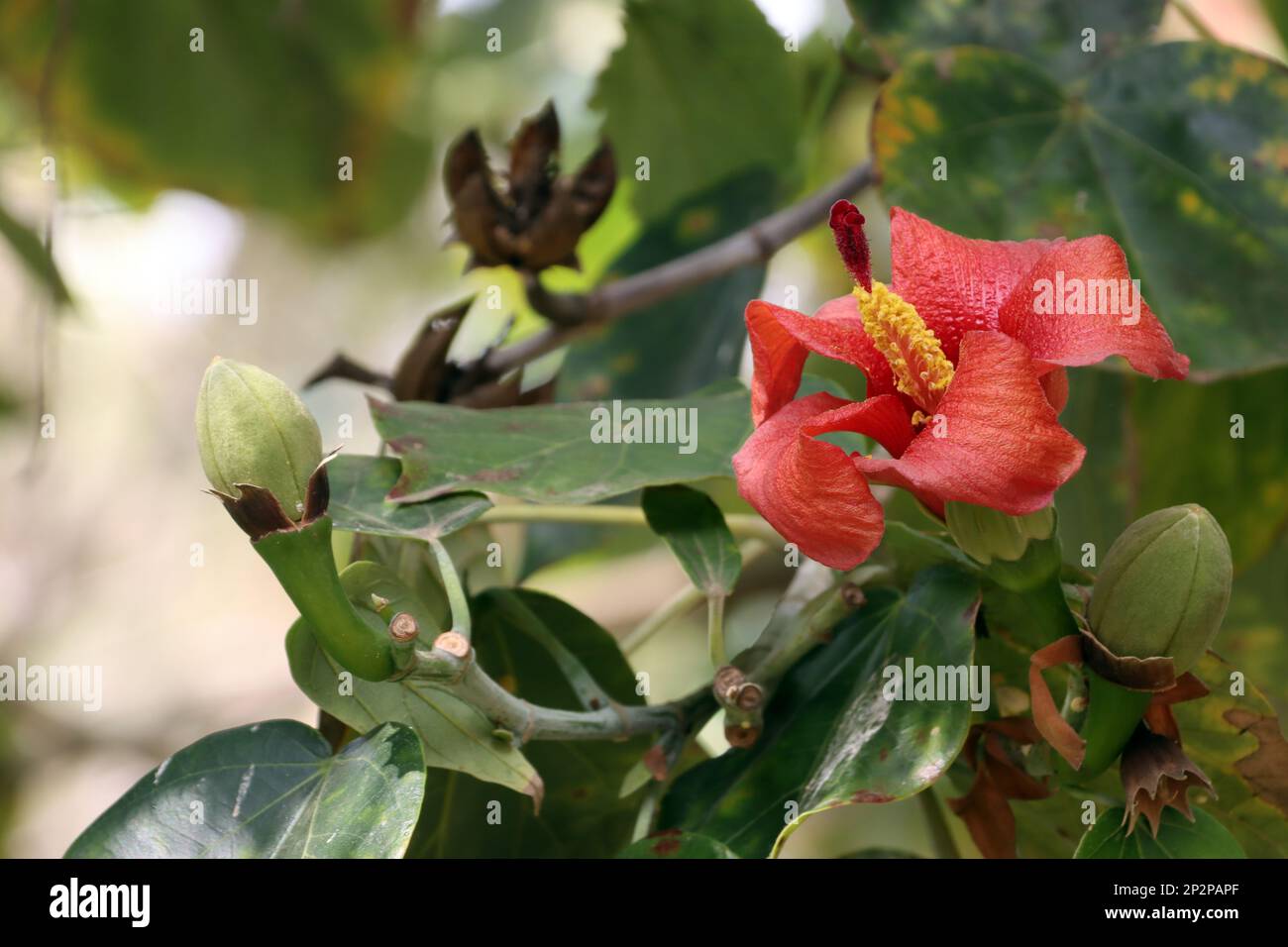 Talipariti elatum (Syn. Hibicus elatus), Gran Canaria, San Agustin ...