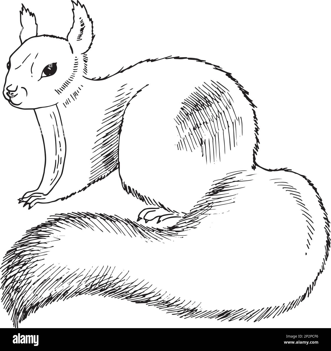 Cartoon squirrel sketch line drawing cute animals Stock Vector Image ...