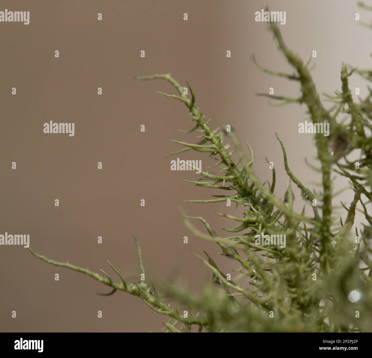 Composed of two different organisms hi-res stock photography and images ...