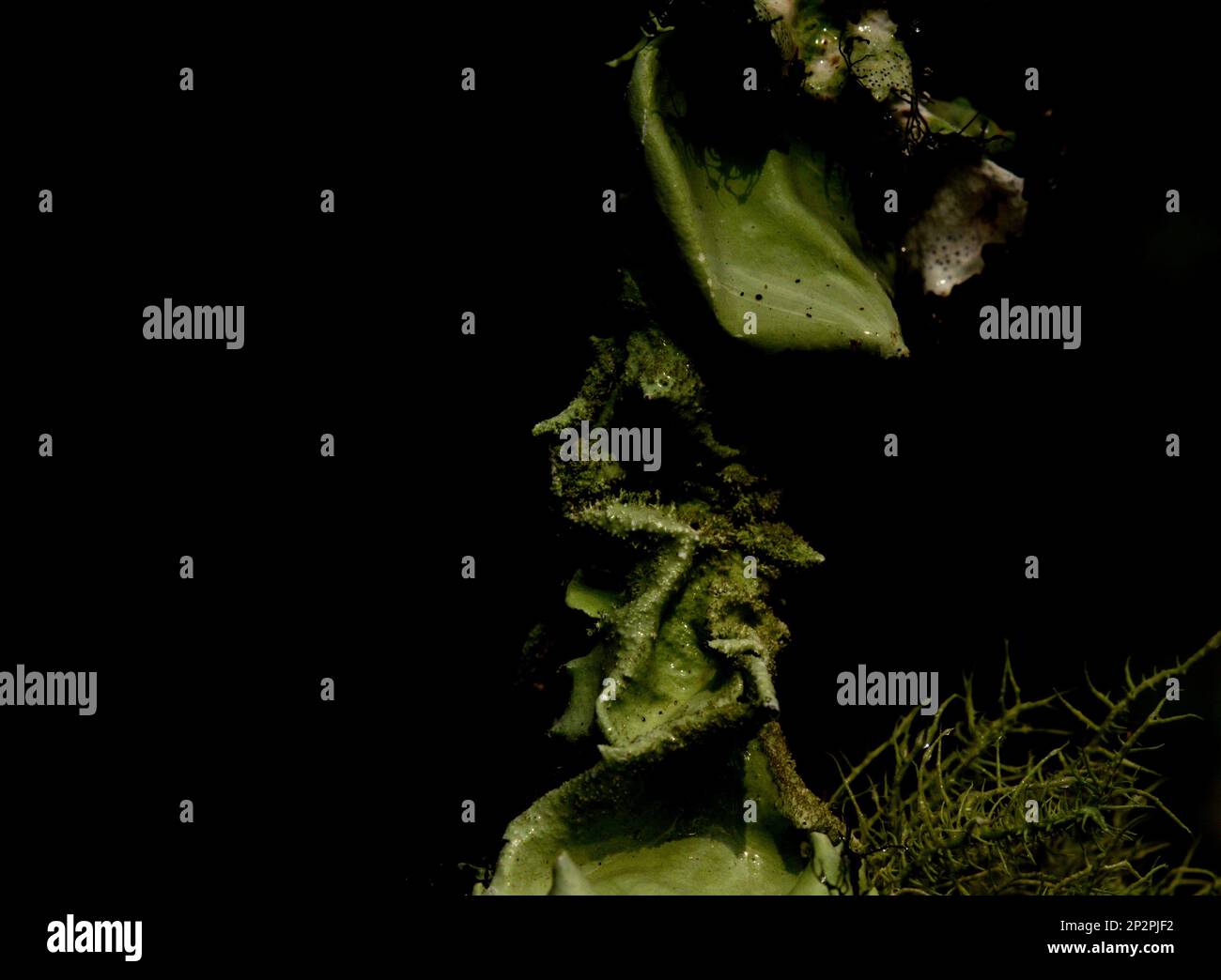 Composed of two different organisms hi-res stock photography and images ...