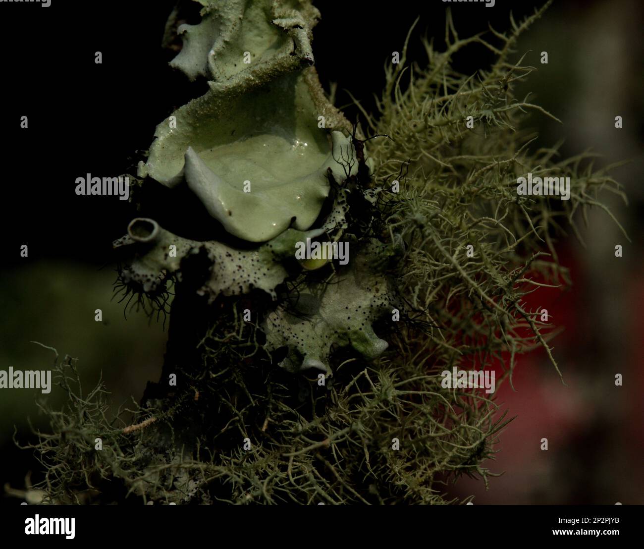 Lichens - arises from algae or cyanobacteria living among filaments of ...