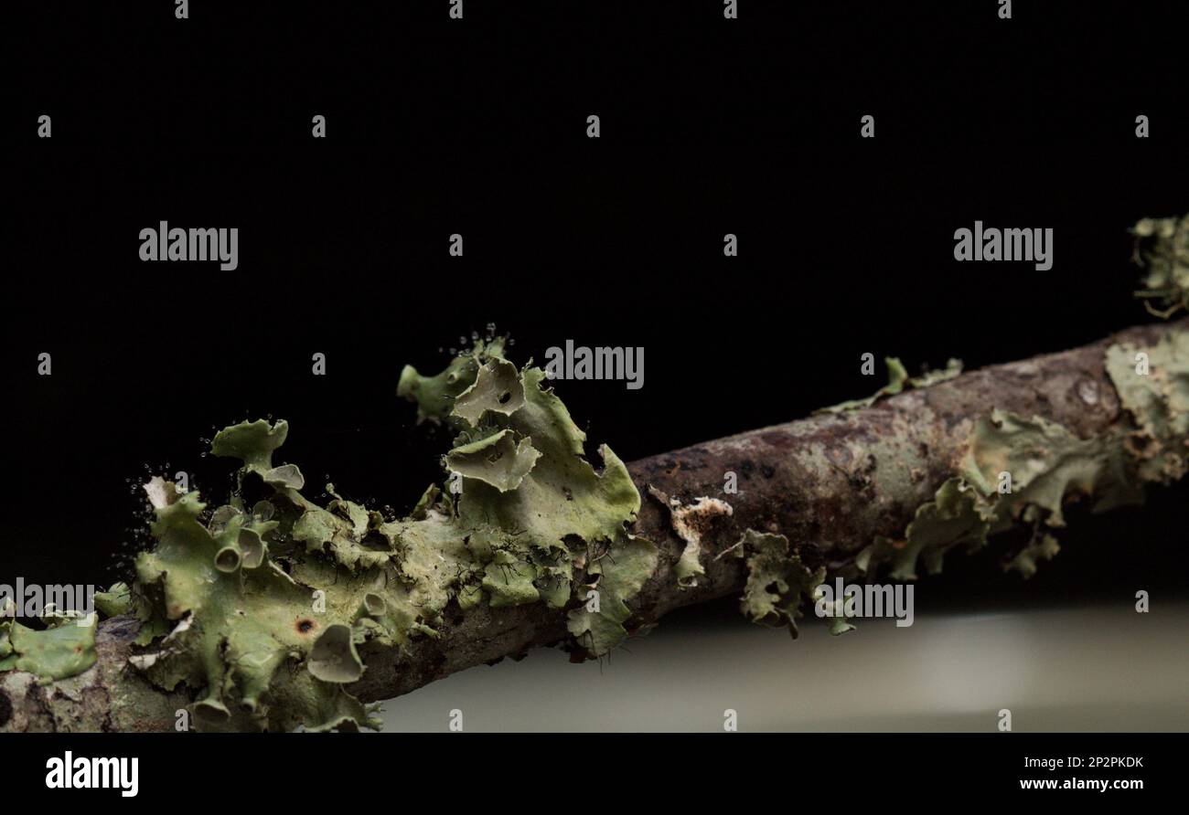 Composed of two different organisms hi-res stock photography and images ...